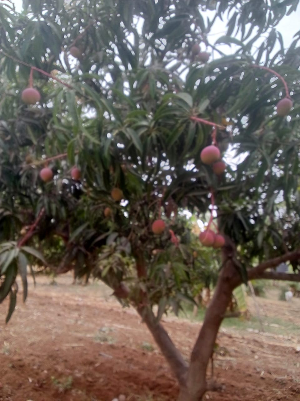 Bananas, Mangoes & Oranges - Kimbumbu Garden