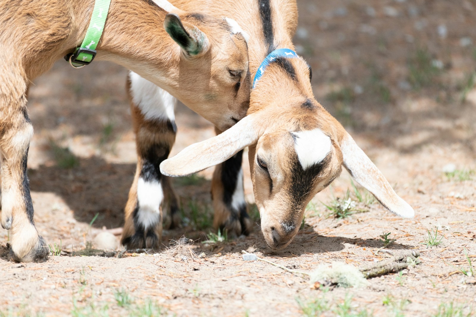 Mighty Mini-Milkers: The Benefits of Raising Miniature Goats in Your ...